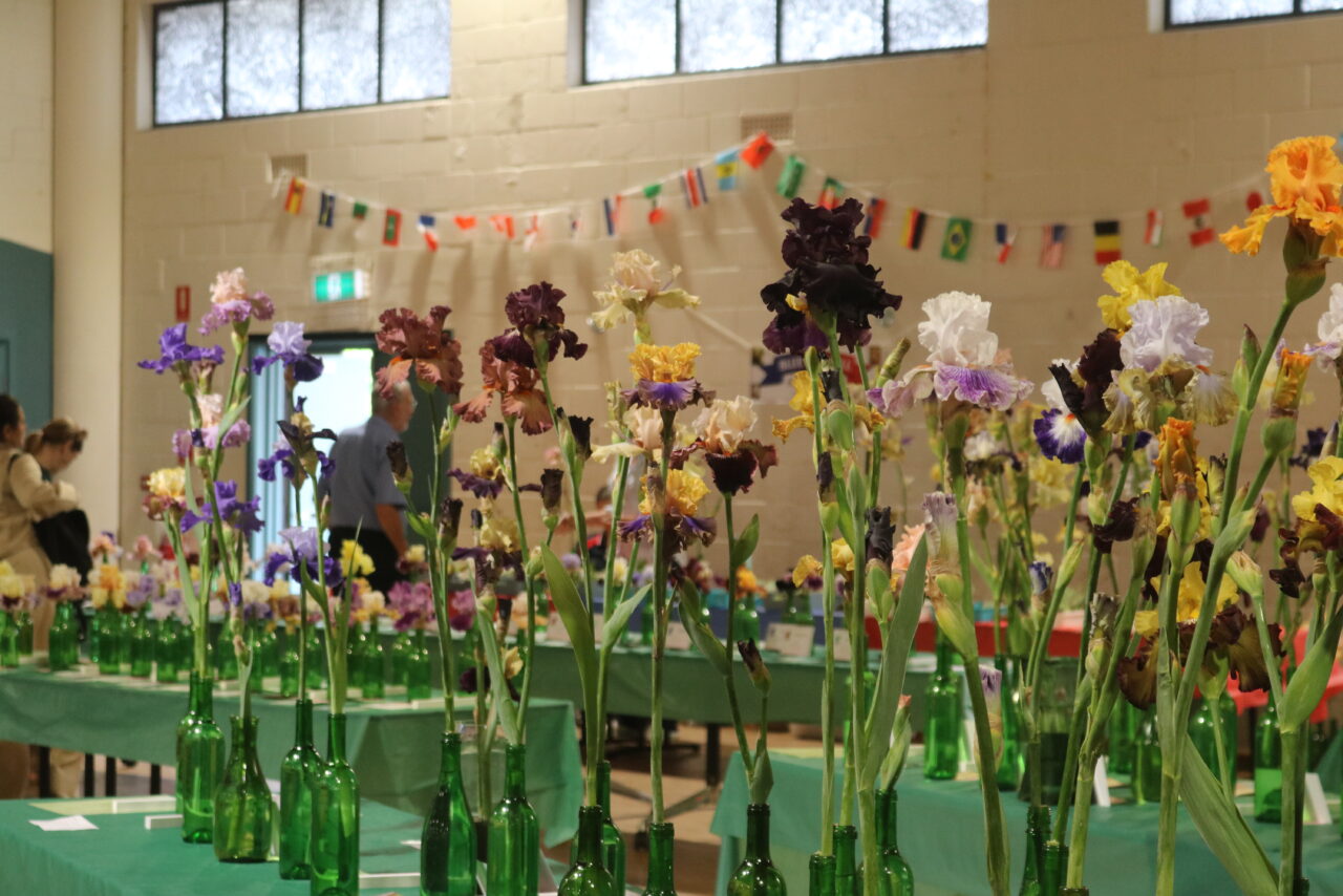 The South Australian Iris Society Annual Show 2025 | Australian Garden ...